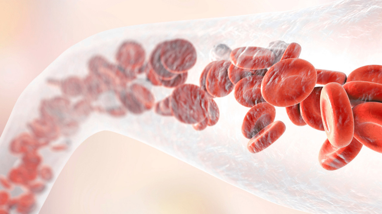 BLOOD SUPPLY TO THE SPINE - Medical 3D Scientific Animation Company