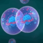 RIGHT SHOULDER SHOULDER ANATOMY - Medical 3D Scientific Animation Company