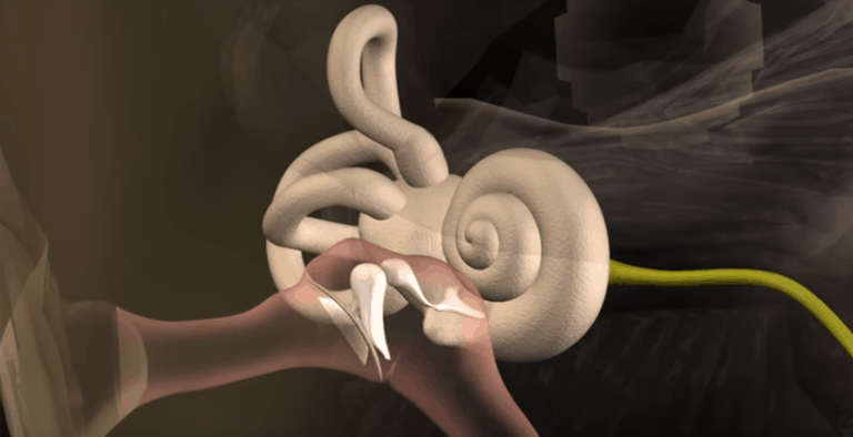 Ear Anatomy 3D Animation | Tympanic Malleus Incus Stapes Labyrinth ...